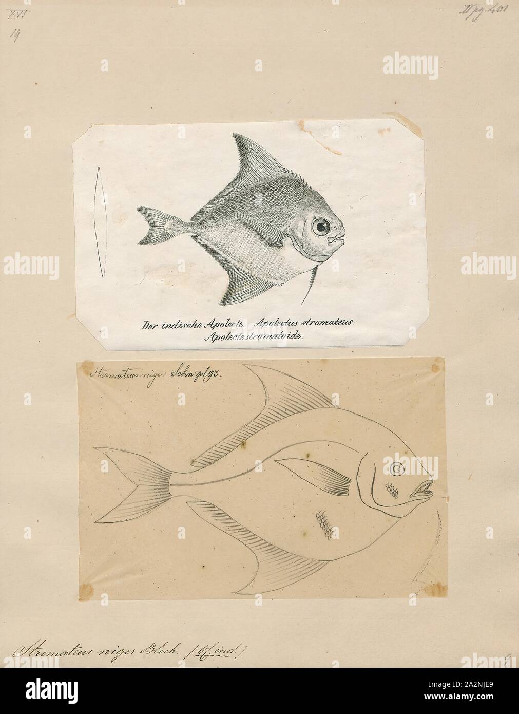 Butterfish family stromateidae hi-res stock photography and images - Alamy