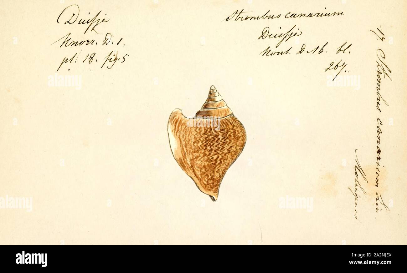 Conch shell india hi-res stock photography and images - Alamy