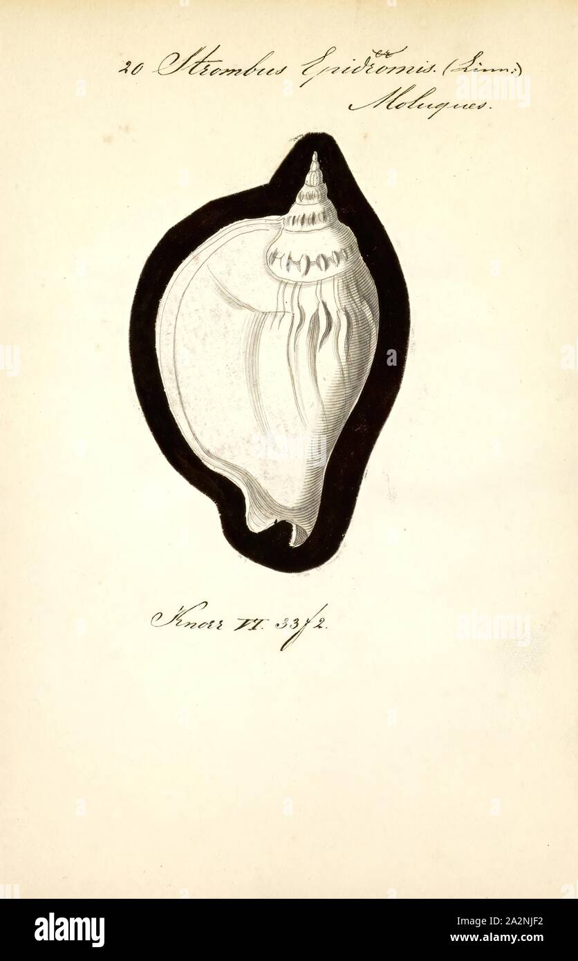 Strombus epidromis, Print, Labiostrombus epidromis, common name the ...