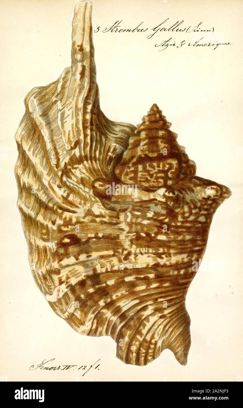 Common name the rooster conch or rooster tail conch hi-res stock ...