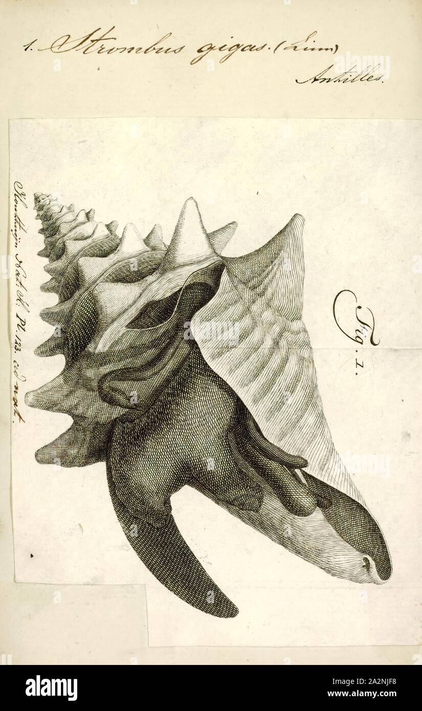 Largest molluscs native hi-res stock photography and images - Alamy