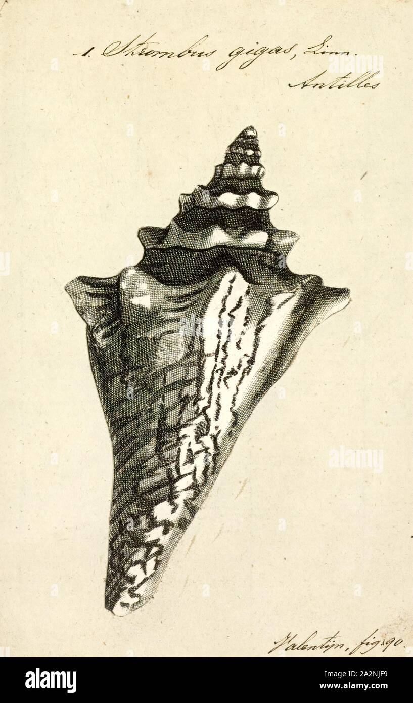 True conch family hi-res stock photography and images - Alamy