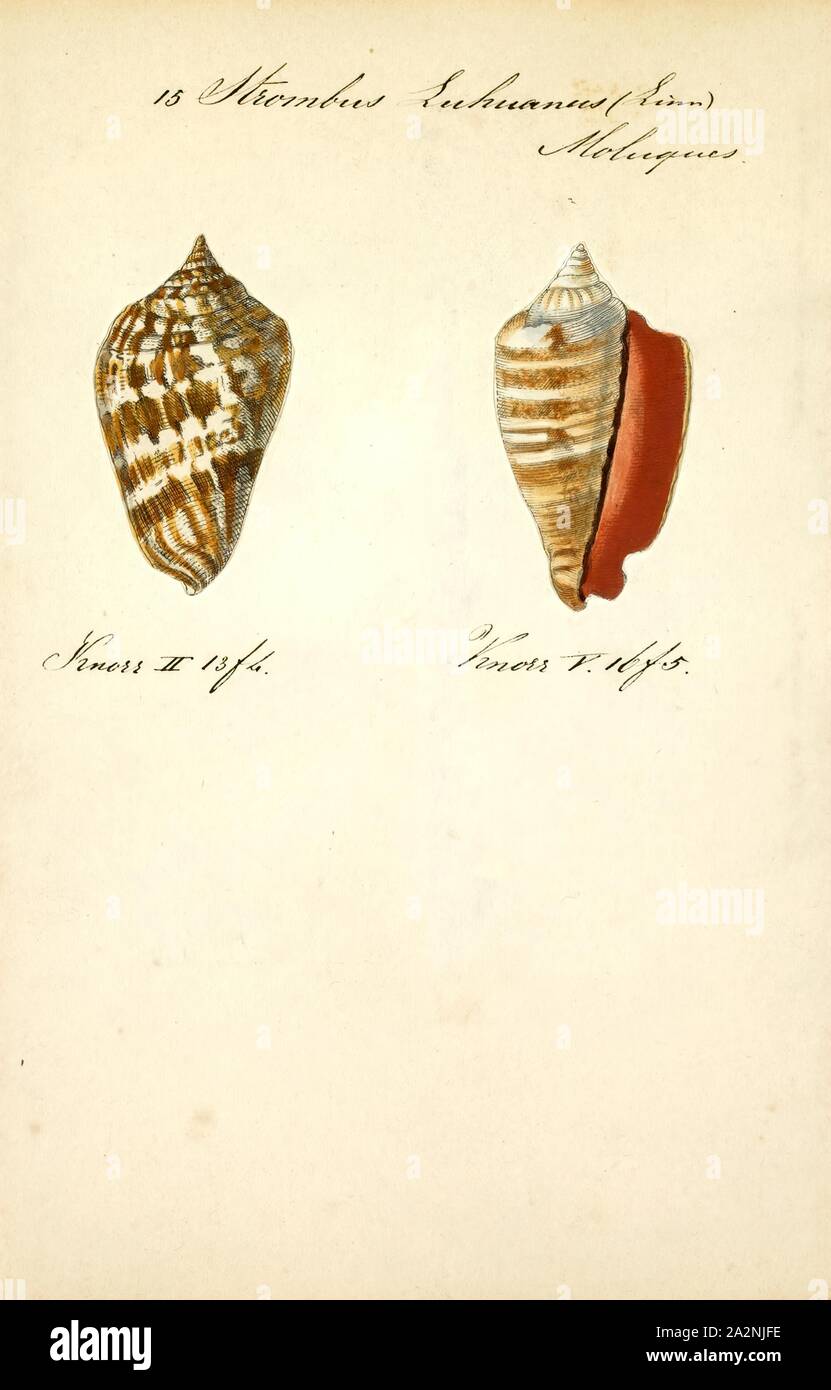 Strawberry conch hi-res stock photography and images - Alamy