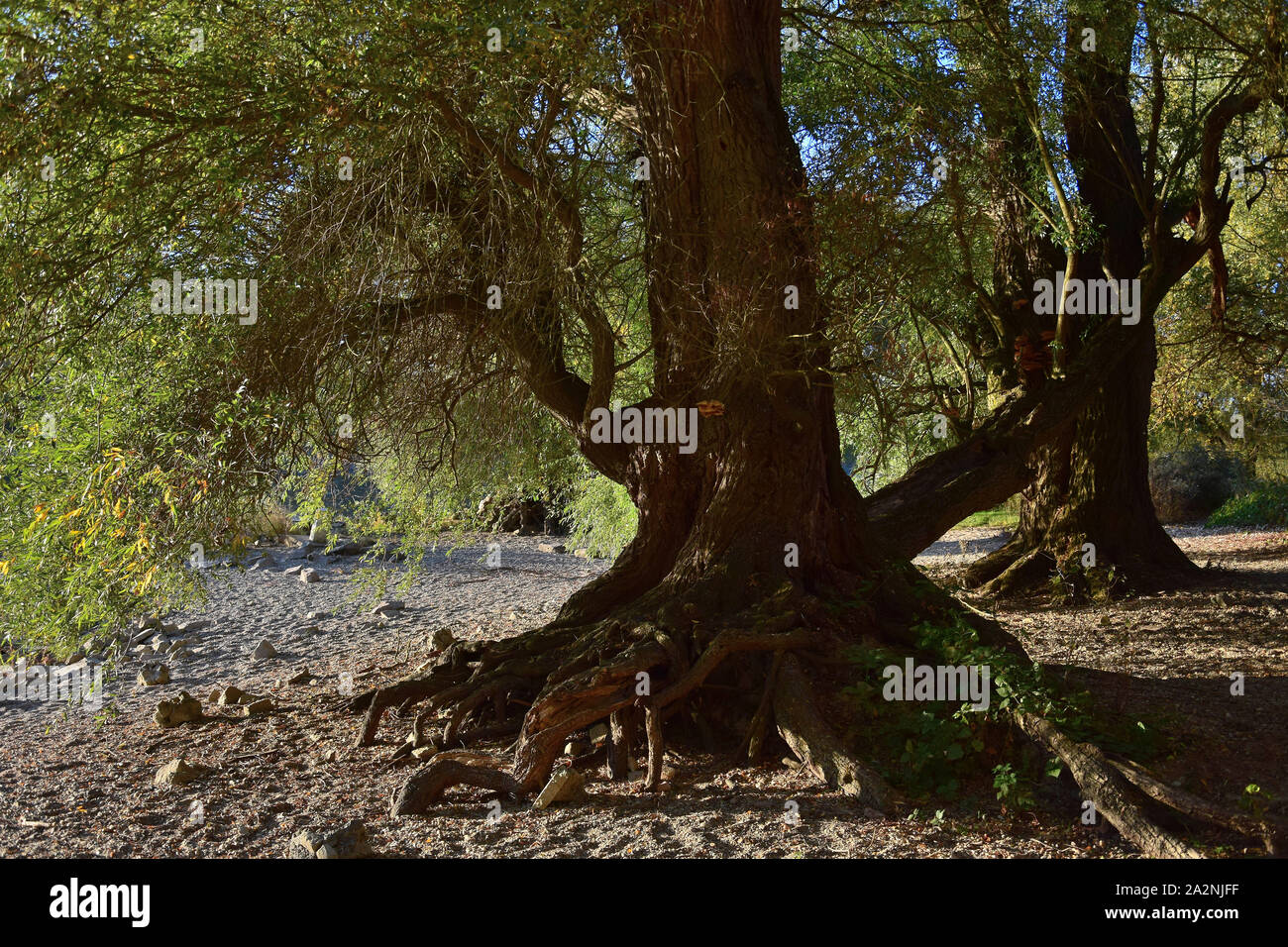 Sallow tree hi-res stock photography and images - Alamy