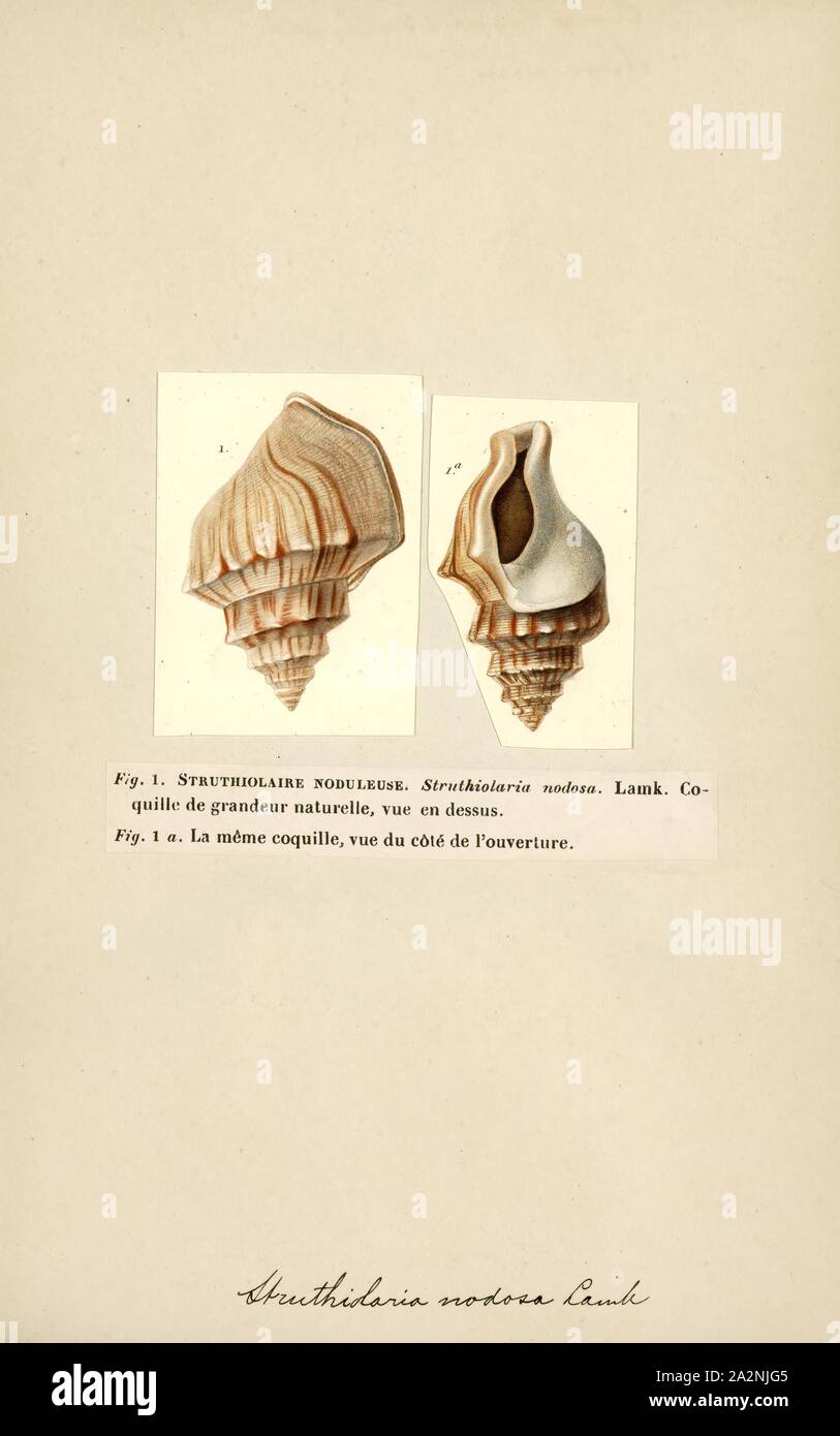 Struthiolaria, Print, Struthiolaria, commonly known as the ostrich foot ...