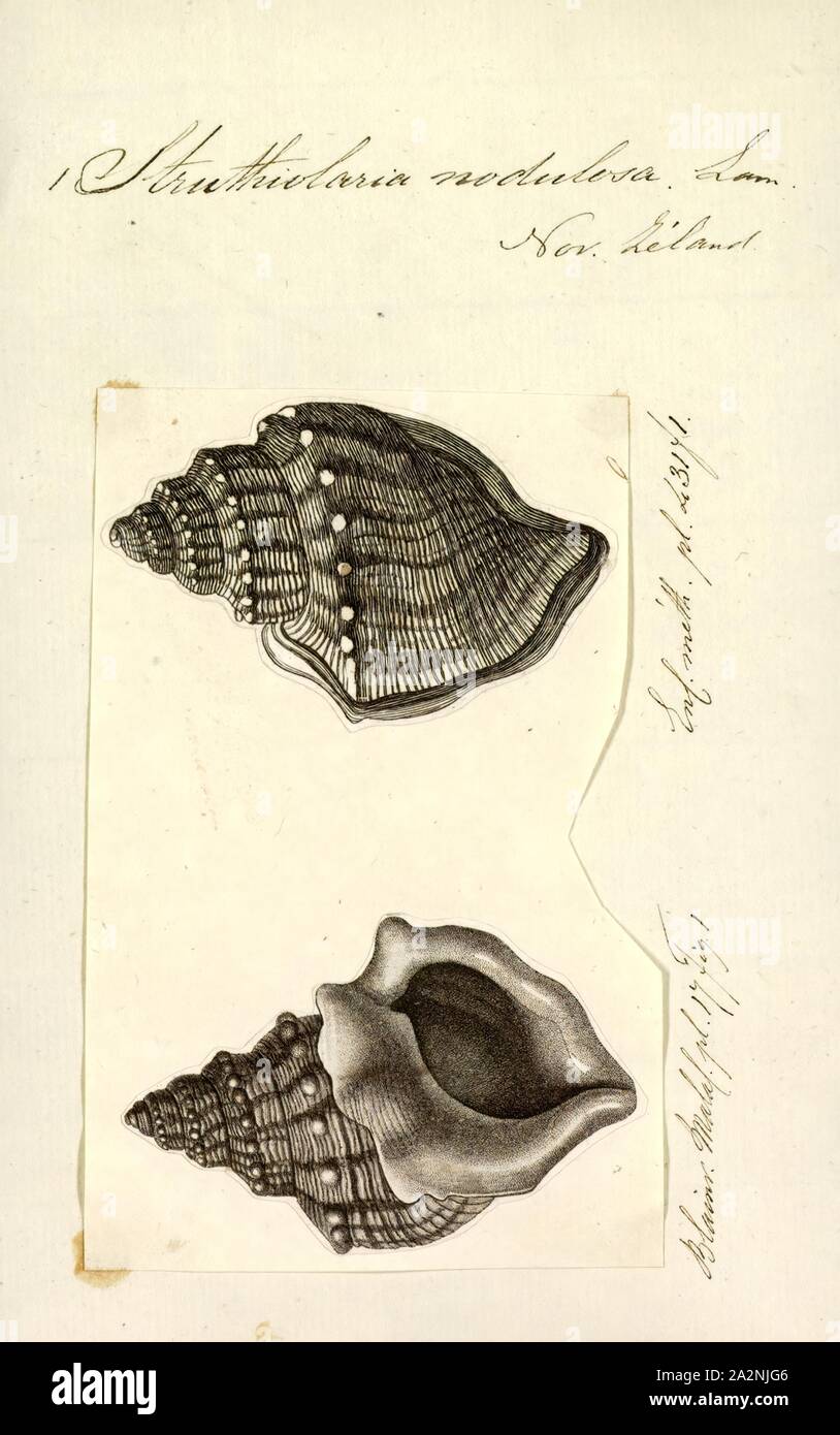 Struthiolaria nodulosa, Print, Struthiolaria, commonly known as the ...