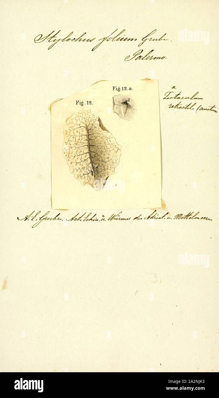 Stylochus hi-res stock photography and images - Alamy