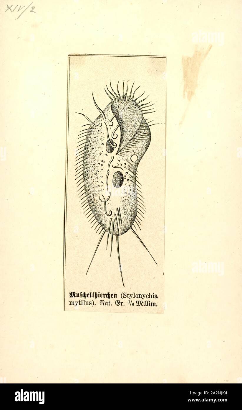 Stylonychia mytilus, Print, Ciliate Stock Photo - Alamy