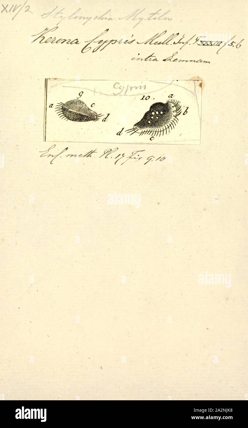 Stylonychia mytilus, Print, Ciliate Stock Photo - Alamy