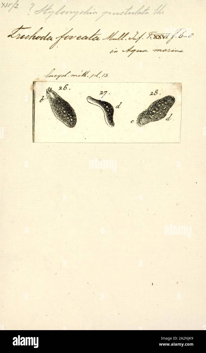 Stylonychia pustulata, Print, Freshwater ciliate, Tetmemena pustulata ...