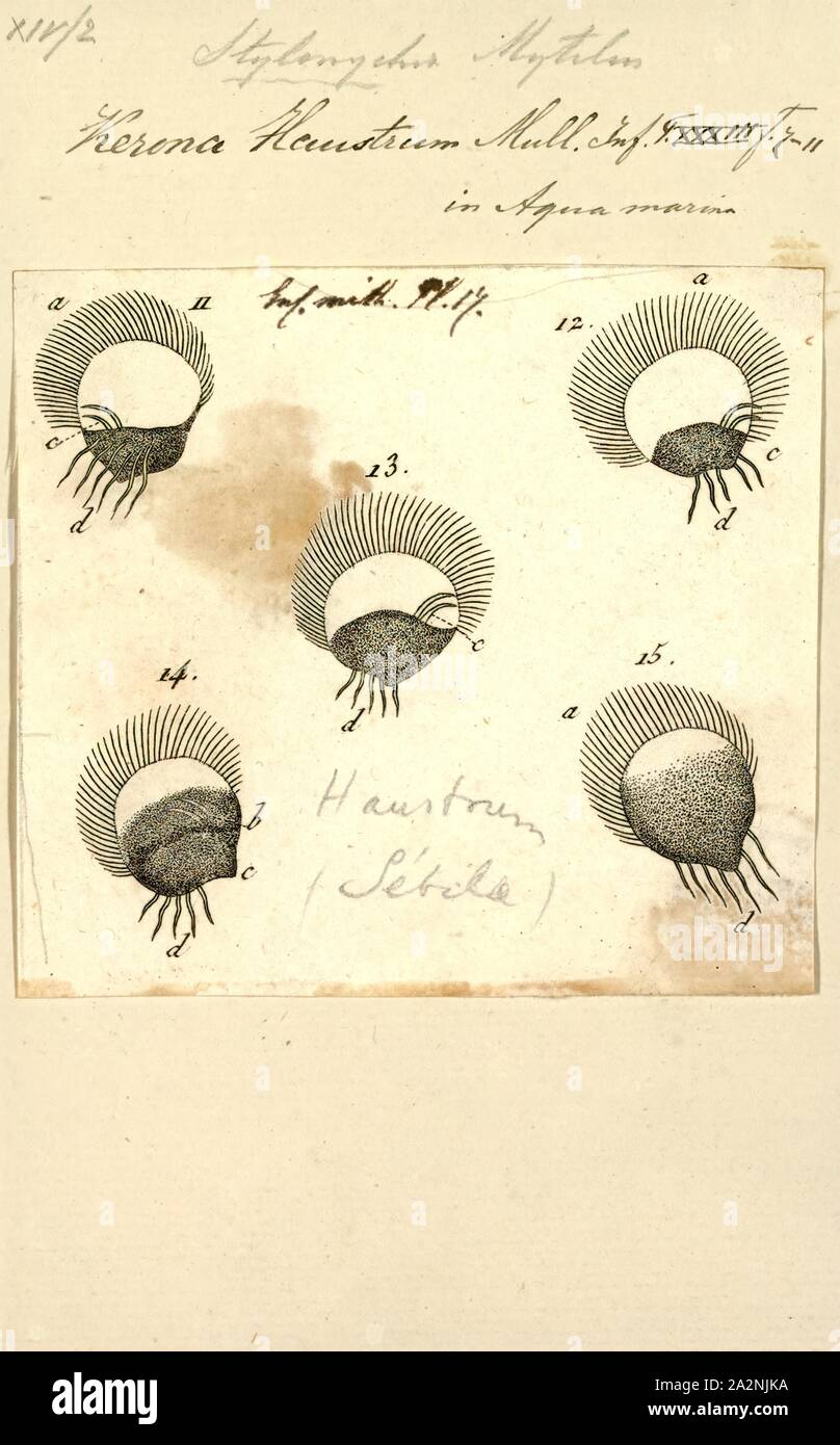 Stylonychia mytilus, Print, Ciliate Stock Photo - Alamy