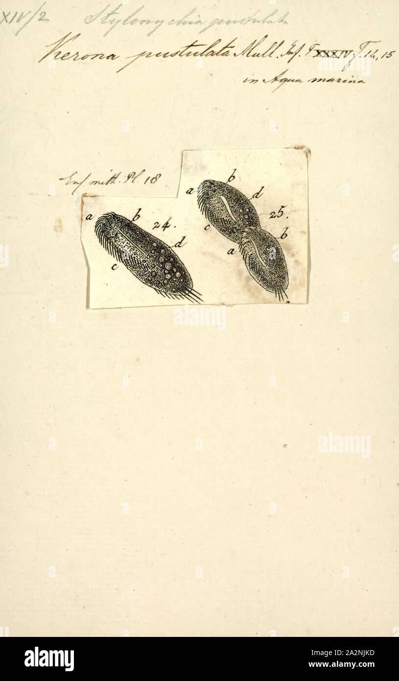 Stylonychia pustulata, Print, Freshwater ciliate, Tetmemena pustulata ...