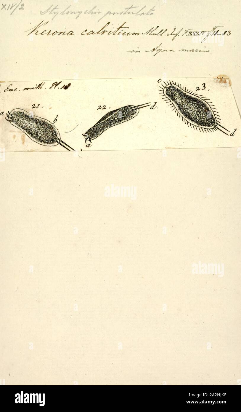 Stylonychia pustulata, Print, Freshwater ciliate, Tetmemena pustulata ...