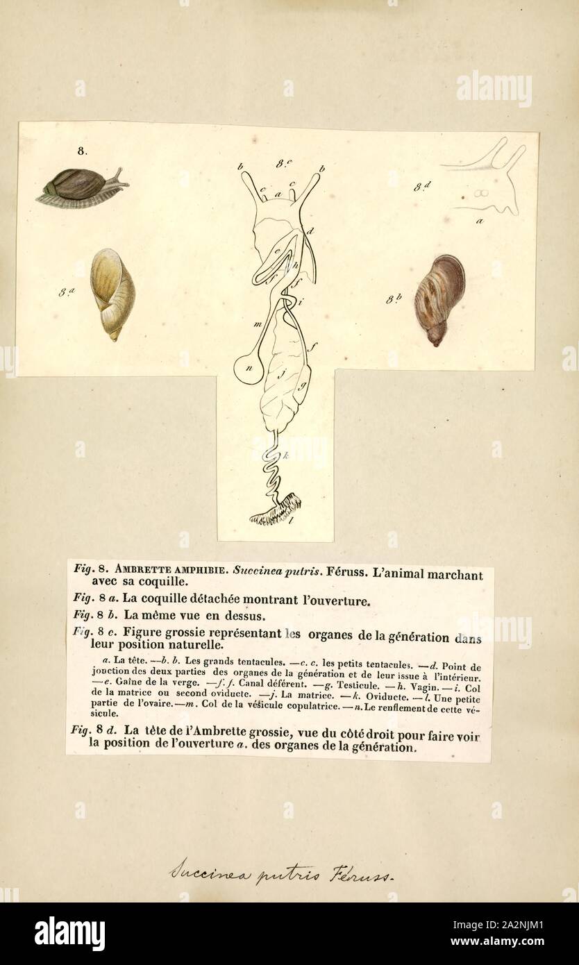 Succinea, Print, Succinea, common name the amber snails, is a genus of ...