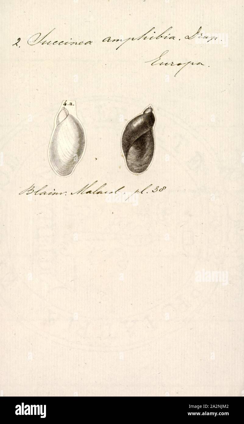 Succinea amphibia hi-res stock photography and images - Alamy