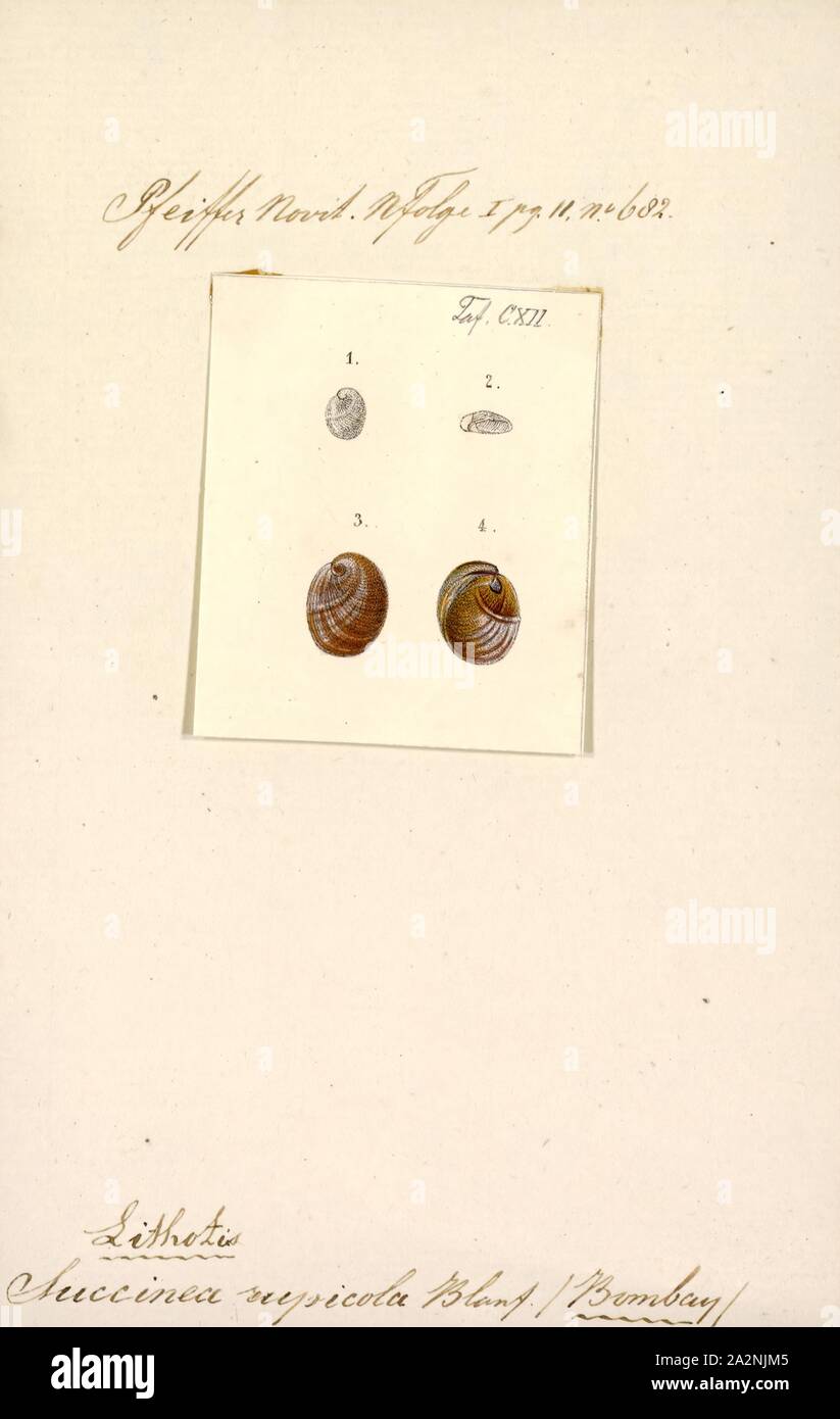 Succinea rupicola, Print, Succinea, common name the amber snails, is a ...