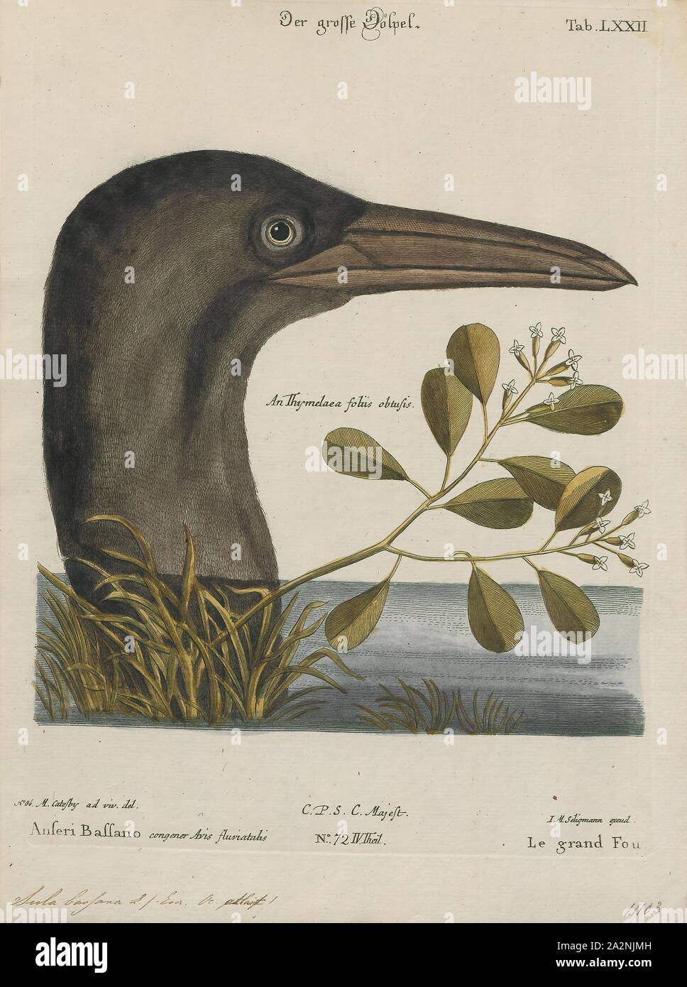 Sula bassana, Print, The northern gannet (Morus bassanus) is a seabird ...