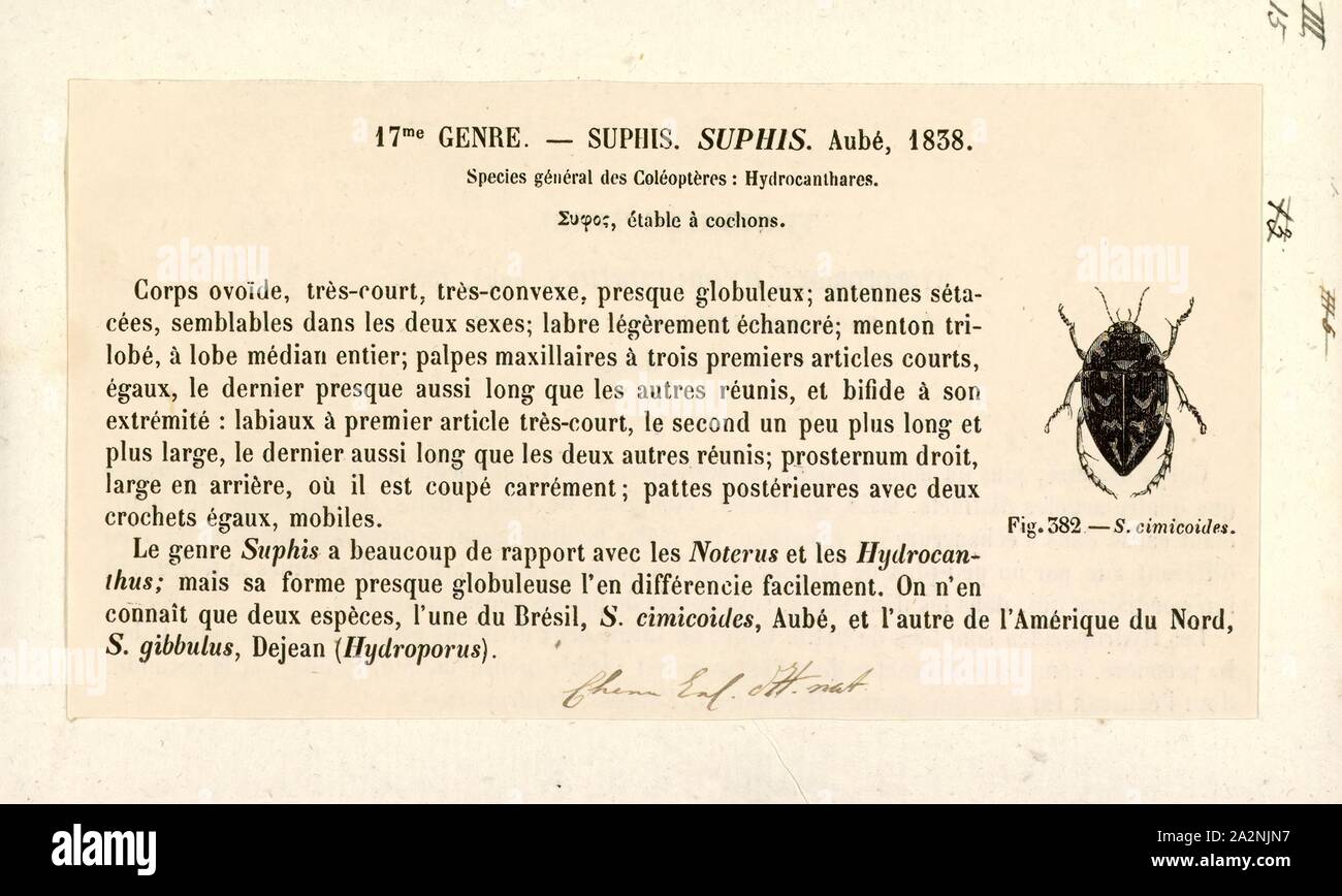 Suphis, Print, Suphis is a genus of beetles in the family Noteridae ...
