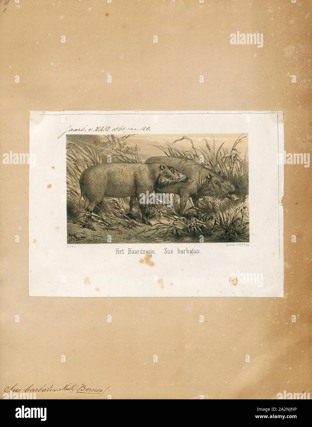 Sus barbatus, Print, The Bornean bearded pig (Sus barbatus), also known ...