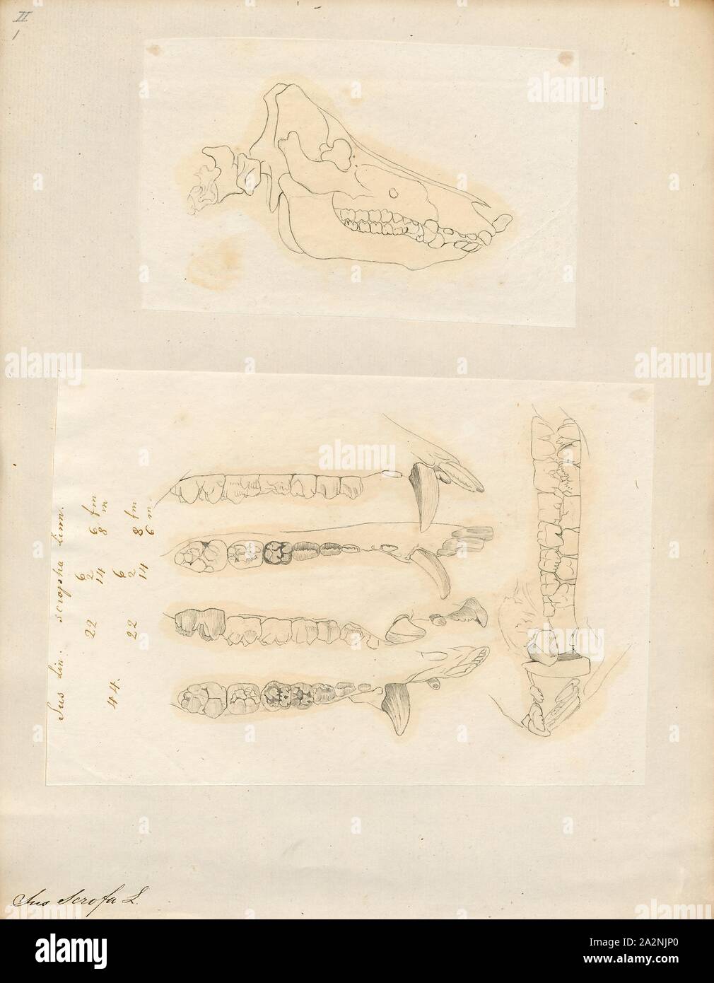 Sus scrofa, Print, Eurasian Wild Pig, 1700-1880 Stock Photo - Alamy