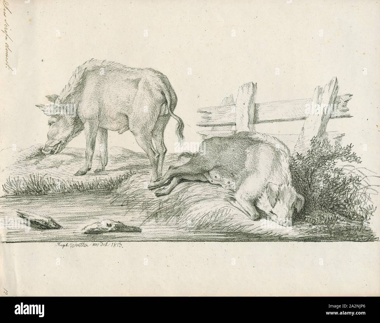 Sus scrofa domestica hi-res stock photography and images - Alamy
