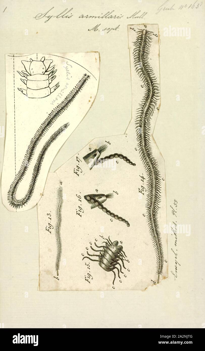 Syllis armillaris, Print Stock Photo - Alamy