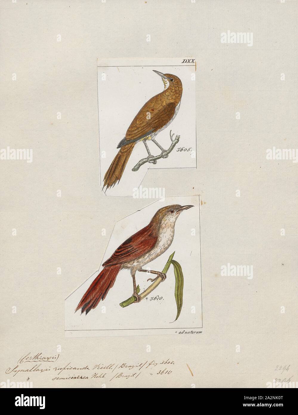 Family furnariidae hi-res stock photography and images - Alamy