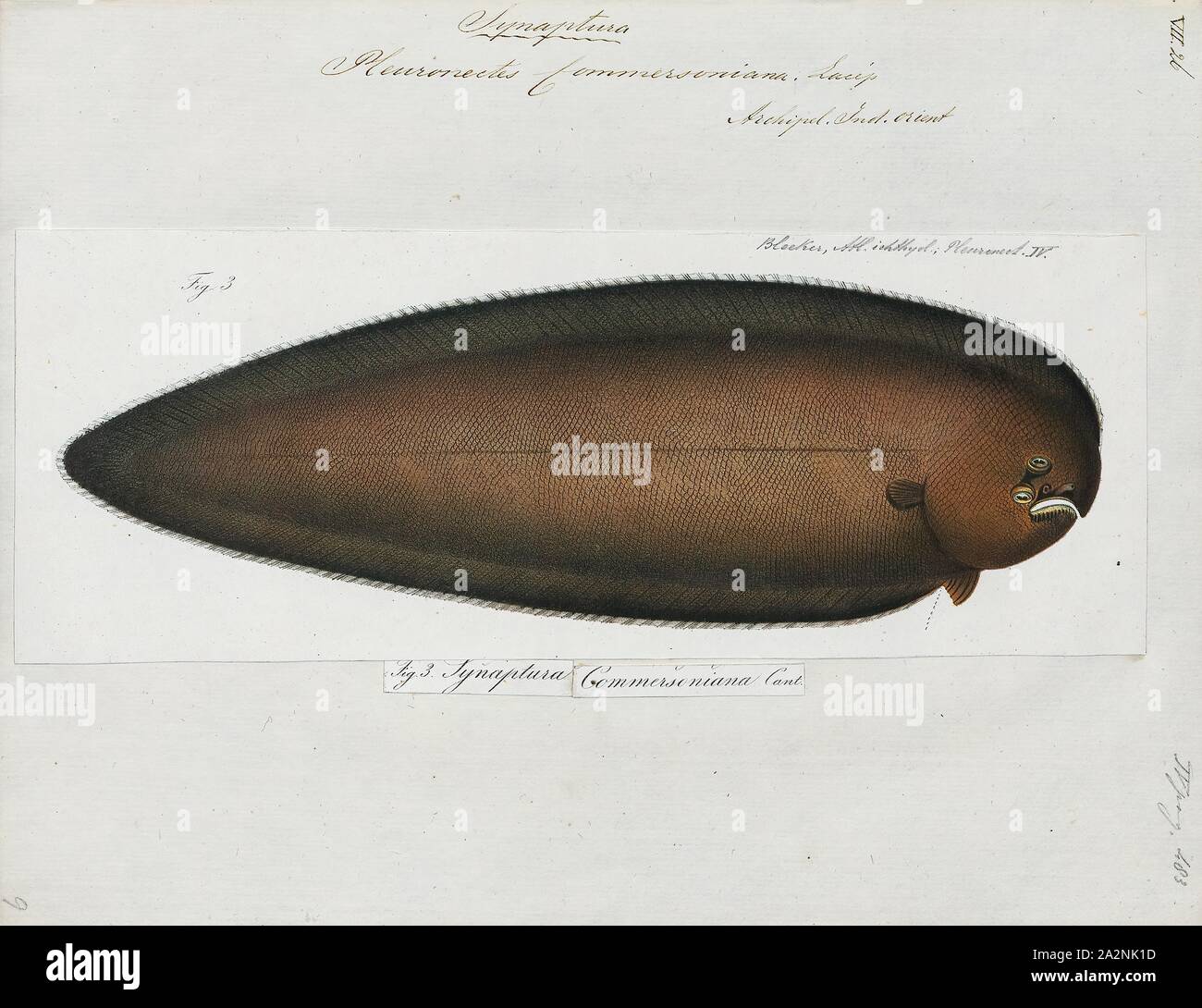 Synaptura commersoniana hi-res stock photography and images - Alamy