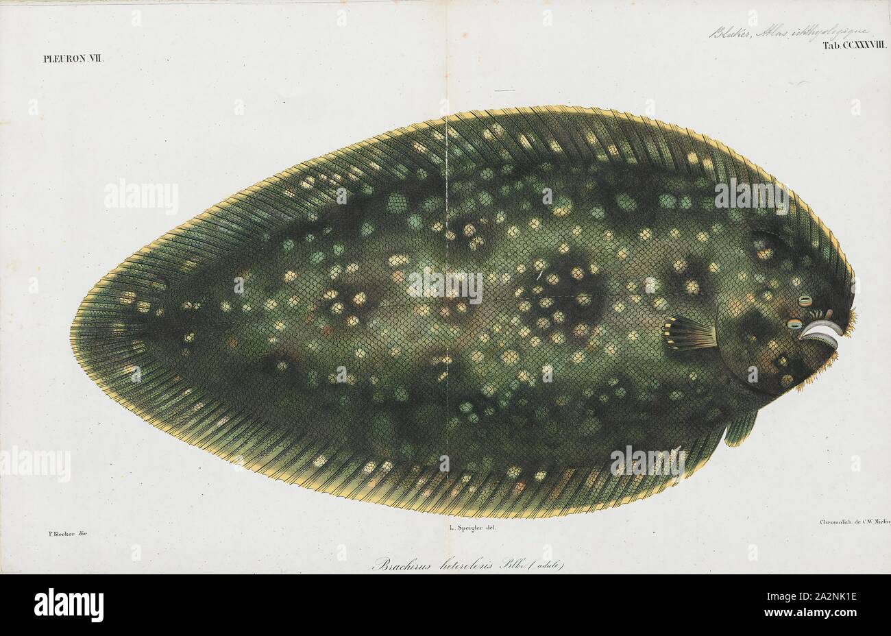 Synaptura heterolepis hi-res stock photography and images - Alamy