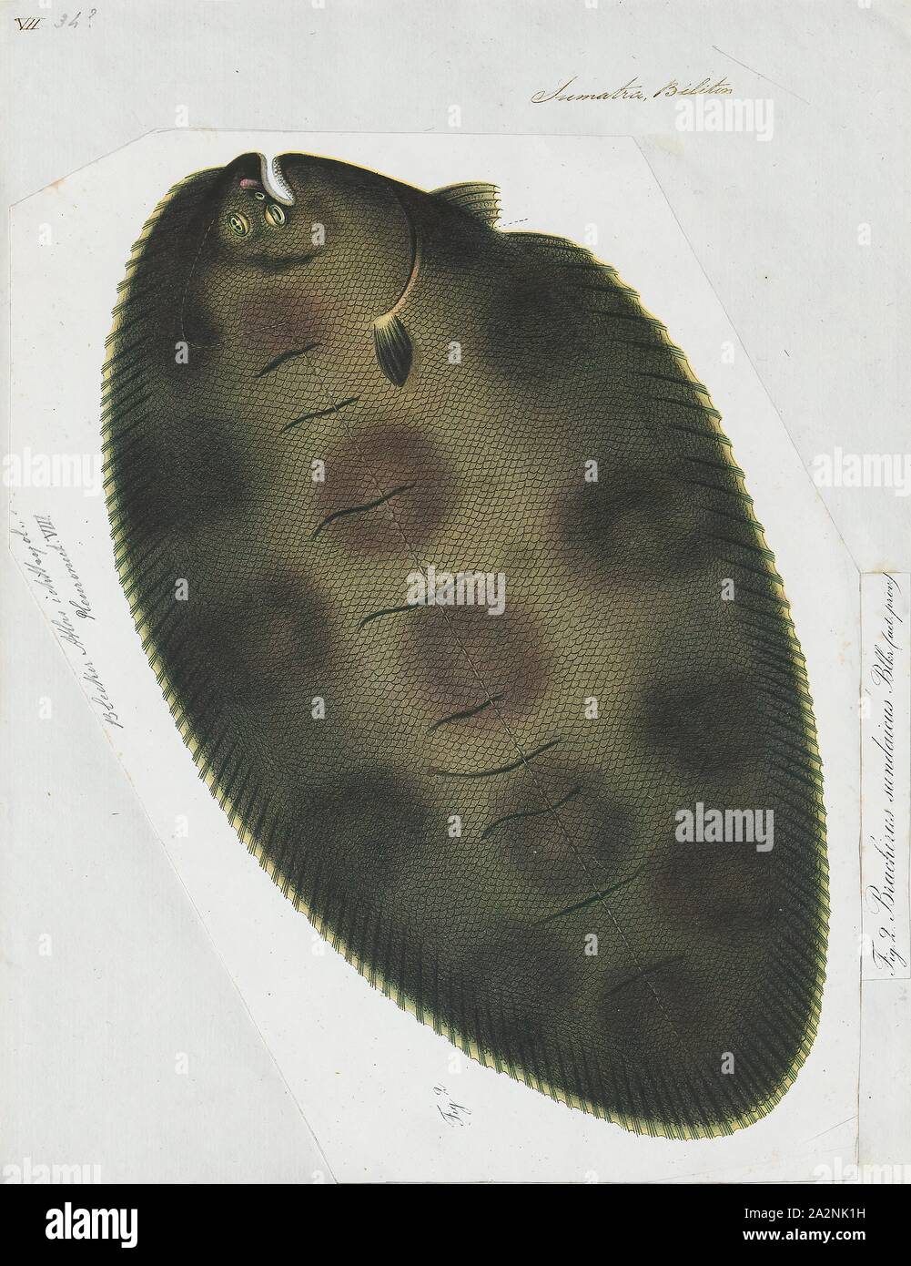 Synaptura orientalis hi-res stock photography and images - Alamy