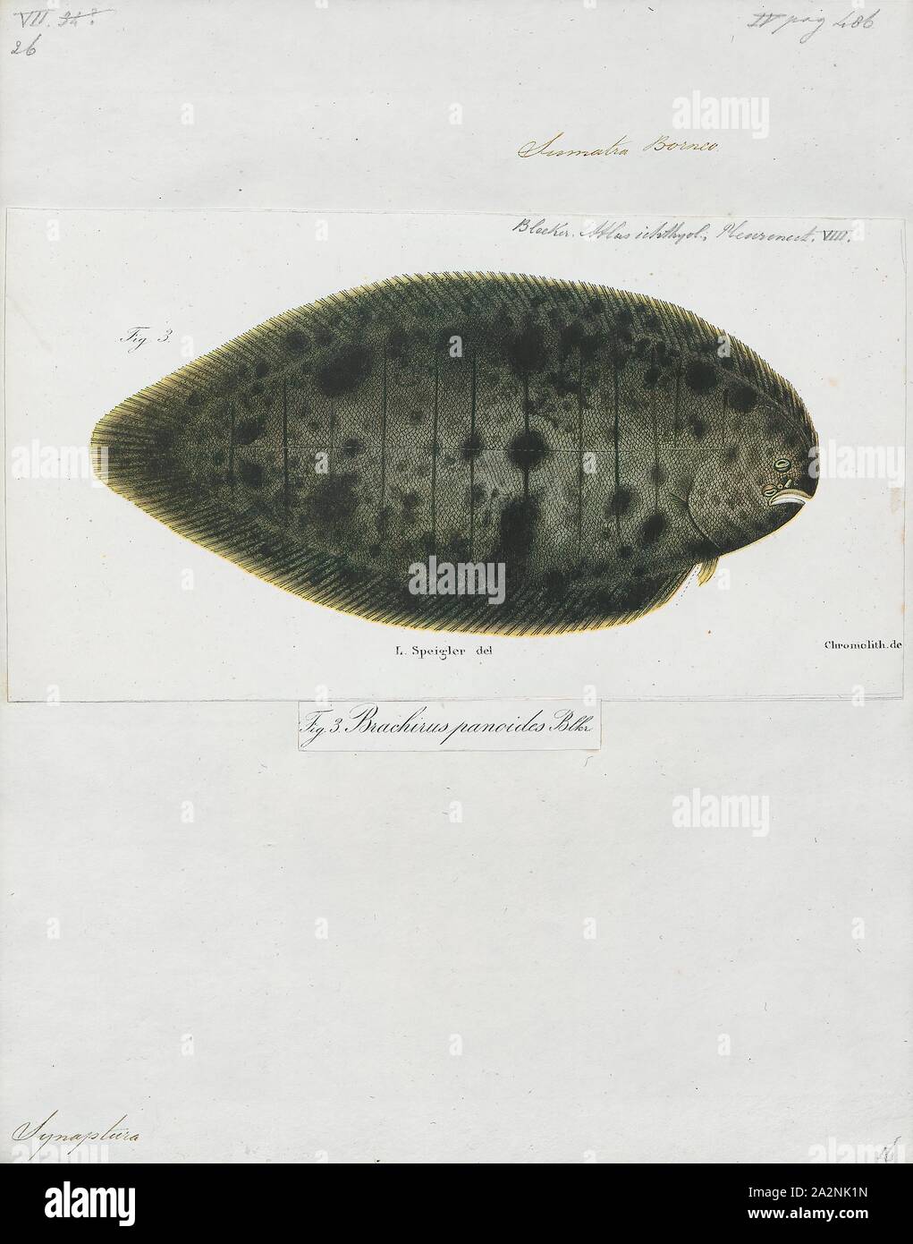 Species reaches 50 cm hi-res stock photography and images - Alamy