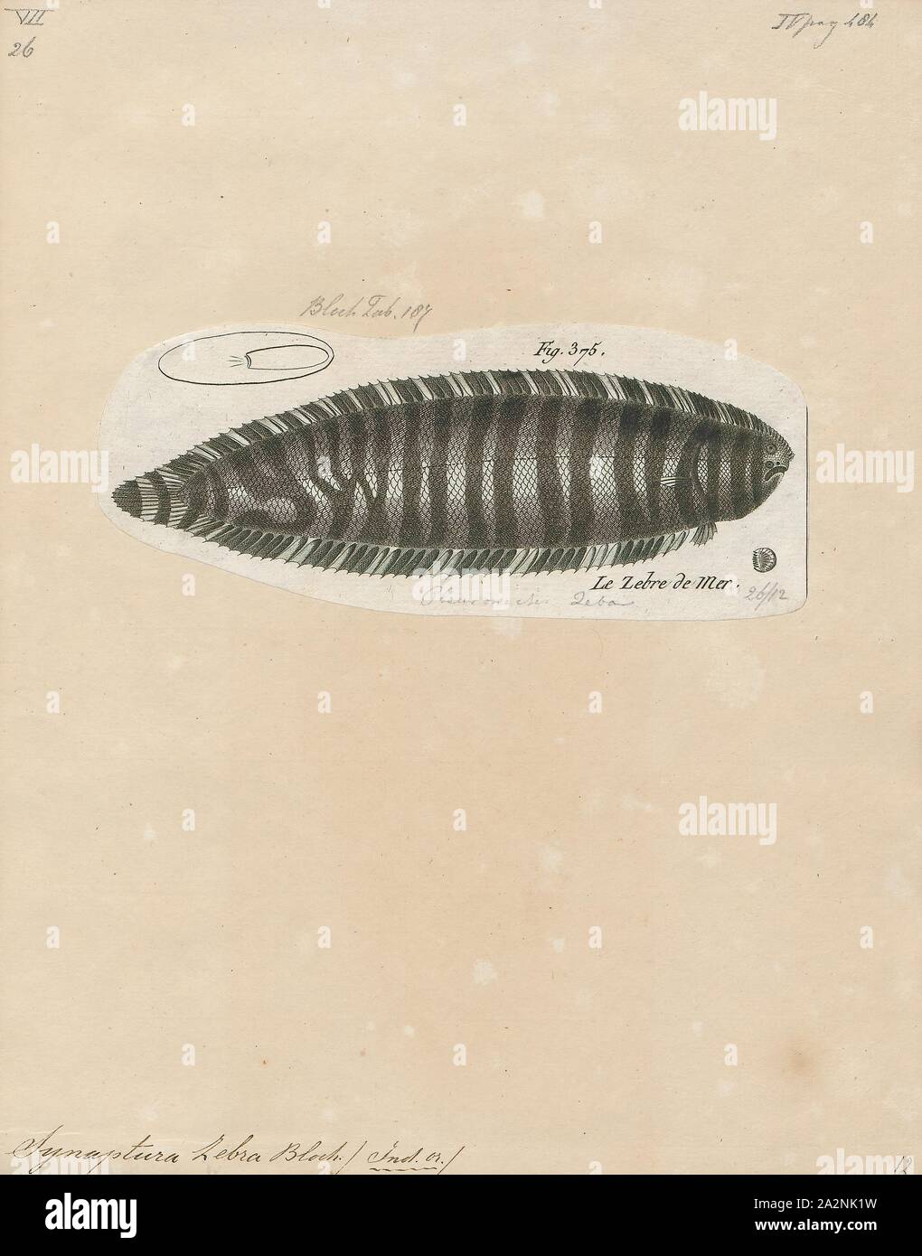 Synaptura zebra, Print, 1788 Stock Photo - Alamy