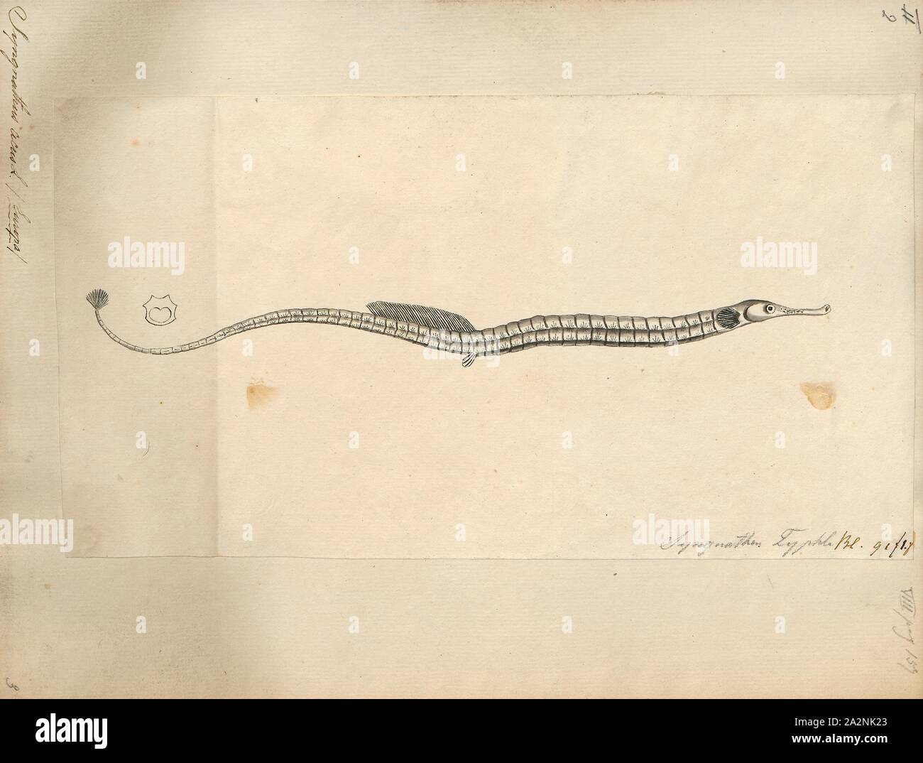 Syngnathus acus, Print, The greater pipefish (Syngnathus acus) is a ...