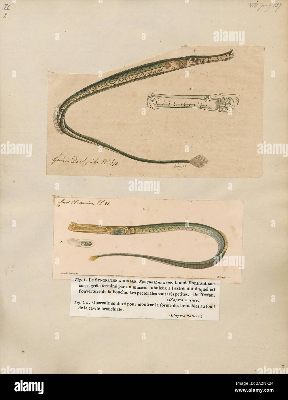 Syngnathus acus, Print, The greater pipefish (Syngnathus acus) is a ...