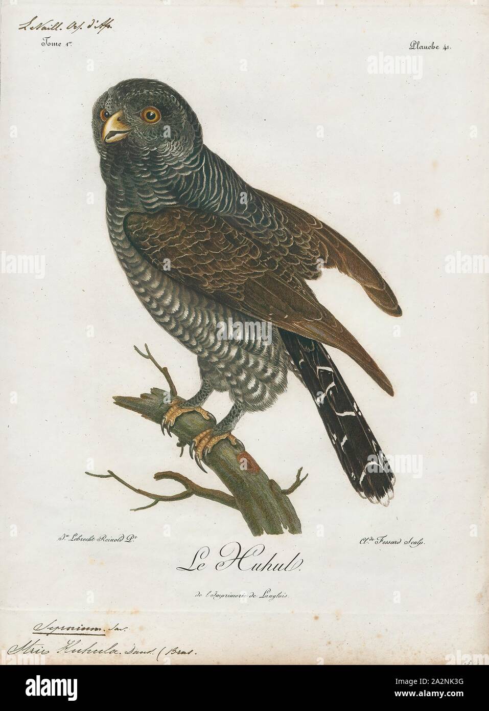 Syrnium huhula, Print, 1796-1808 Stock Photo - Alamy