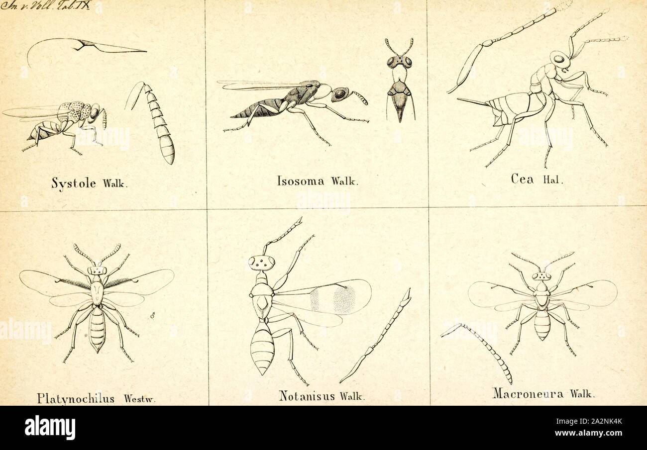 Systole hi-res stock photography and images - Alamy