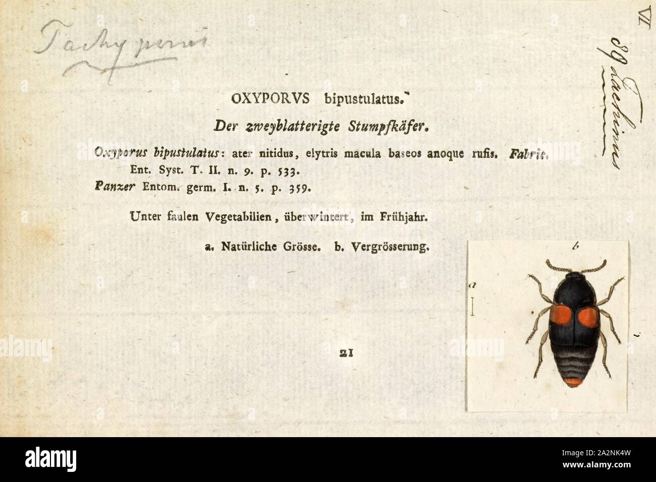 Tachinus, Print, Tachinus is a genus of crab-like rove beetles in the ...