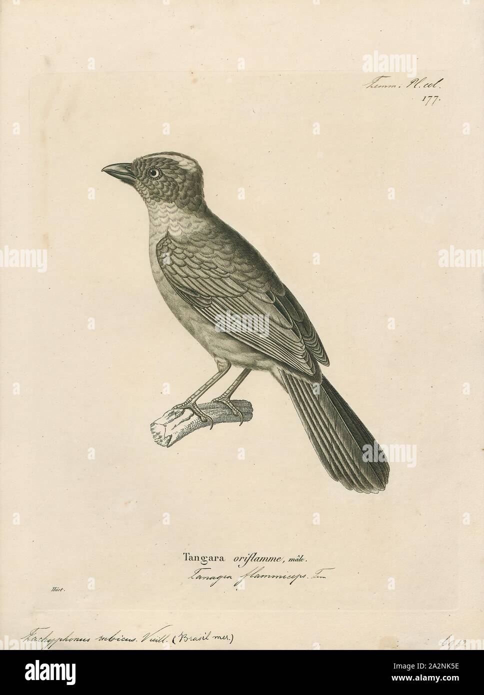 Tachyphonus rubicus hi-res stock photography and images - Alamy