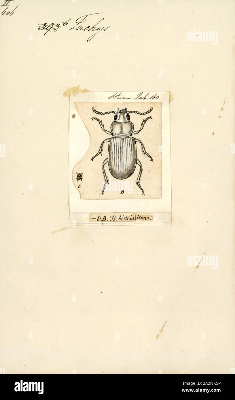 Tachys, Print, Tachys is a genus of ground beetles in the family ...