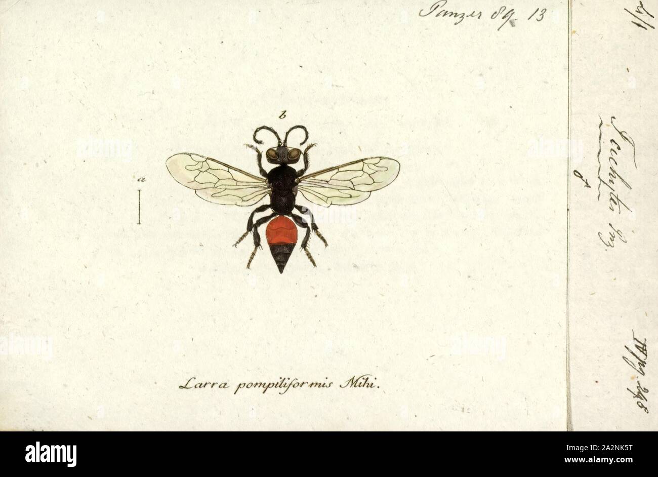 Tachytes, Print, Tachytes is a genus of predatory, solitary wasps ...