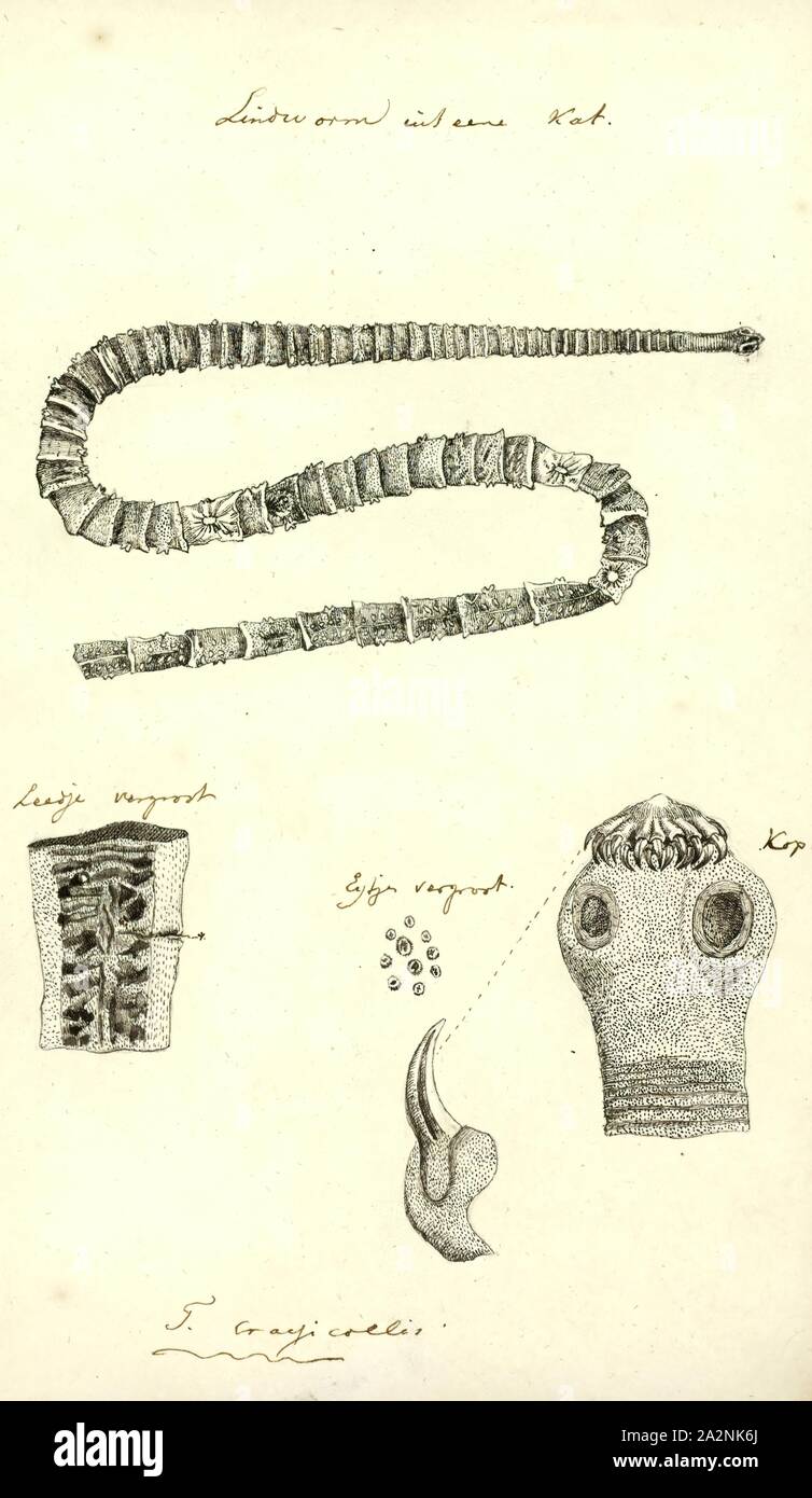 Taenia crassicollis, Print Stock Photo - Alamy