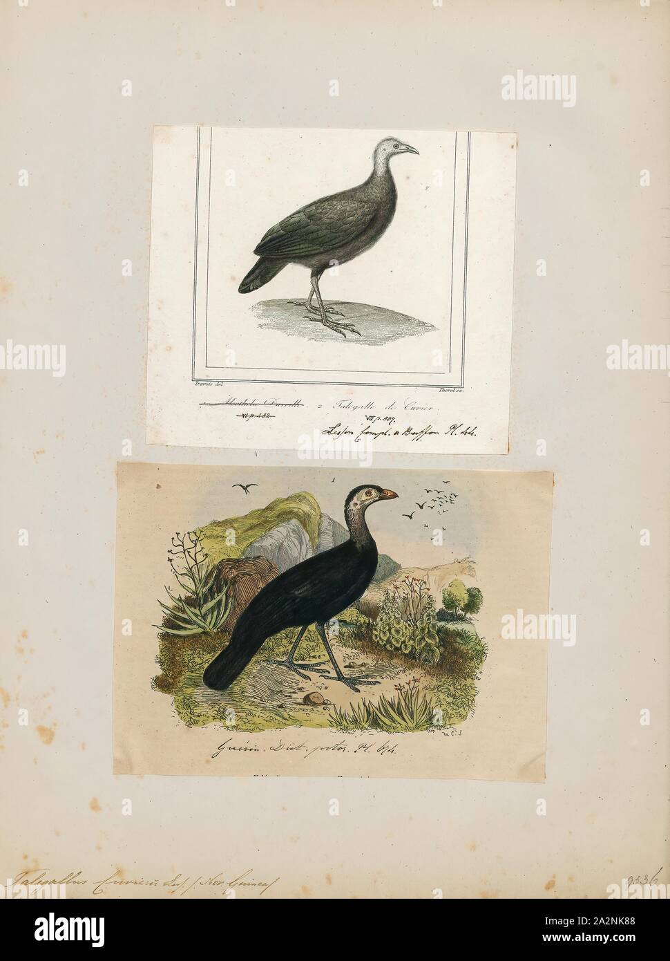 Talegallus cuvieri, Print, 1700-1880 Stock Photo - Alamy