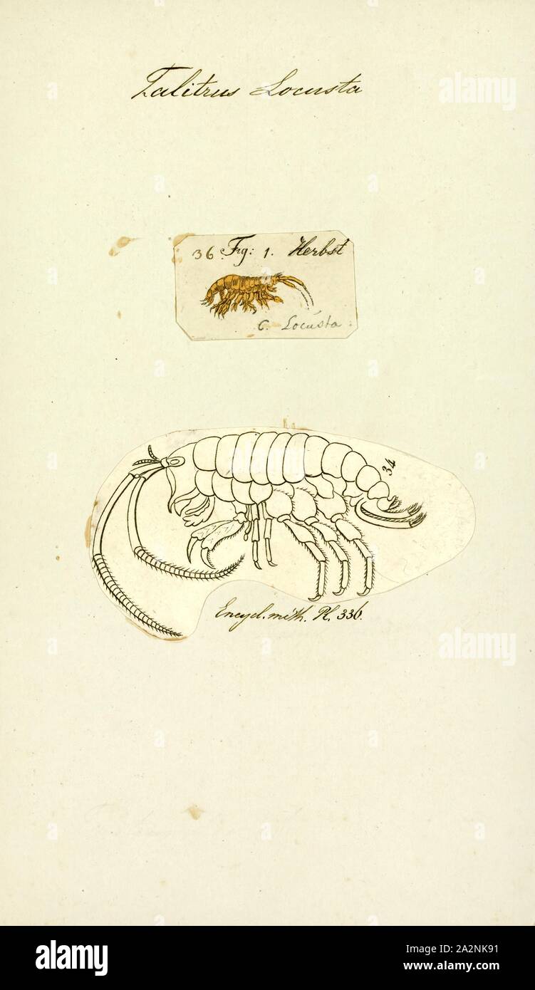 Talitrus locusta, Print, Talitrus saltator, a species of sand hopper ...
