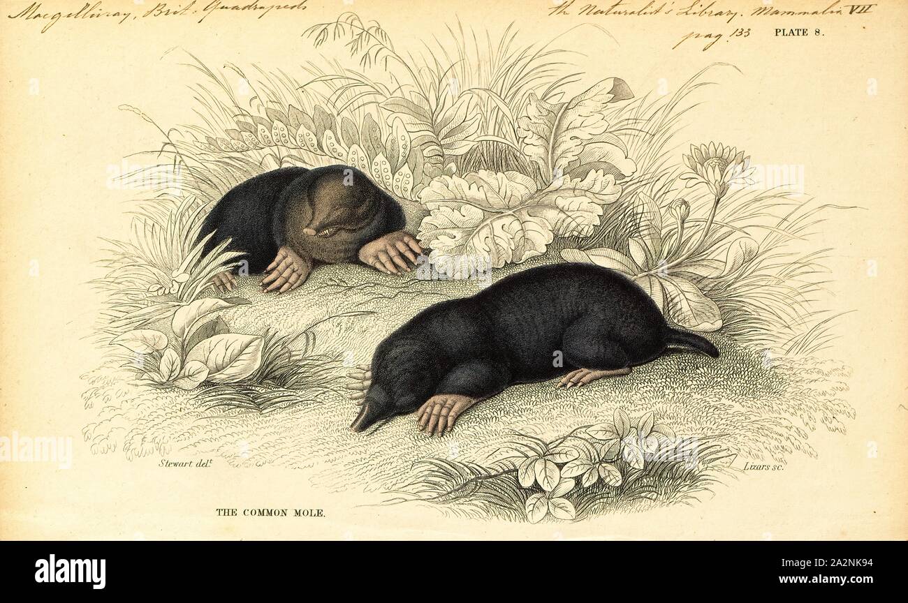 Talpa europaea, Print, The European mole (Talpa europaea) is a mammal ...