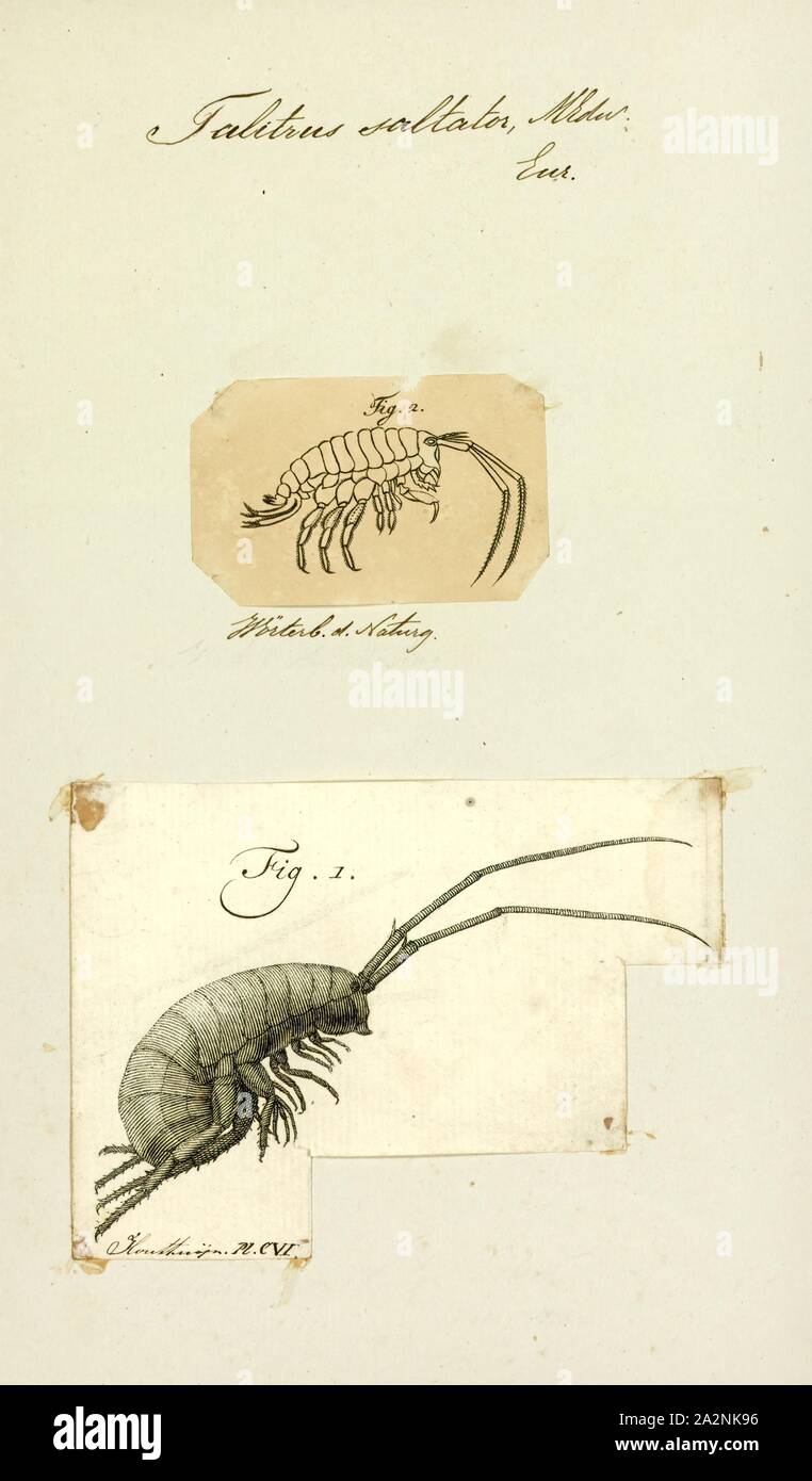 Talitrus saltator, Print, Talitrus saltator, a species of sand hopper ...