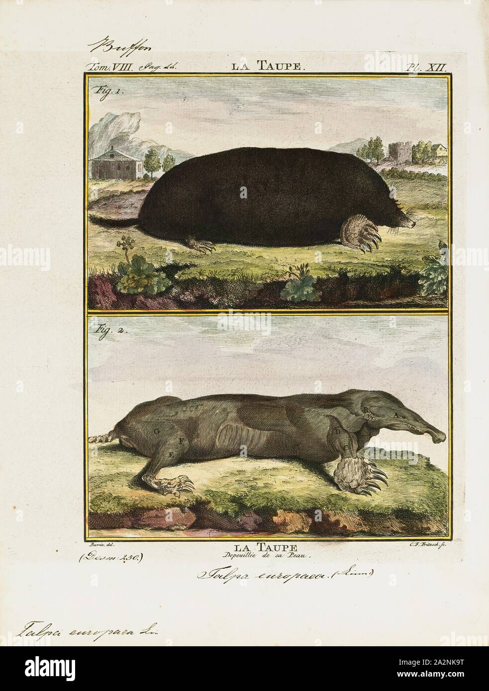 Talpa europaea, Print, The European mole (Talpa europaea) is a mammal ...