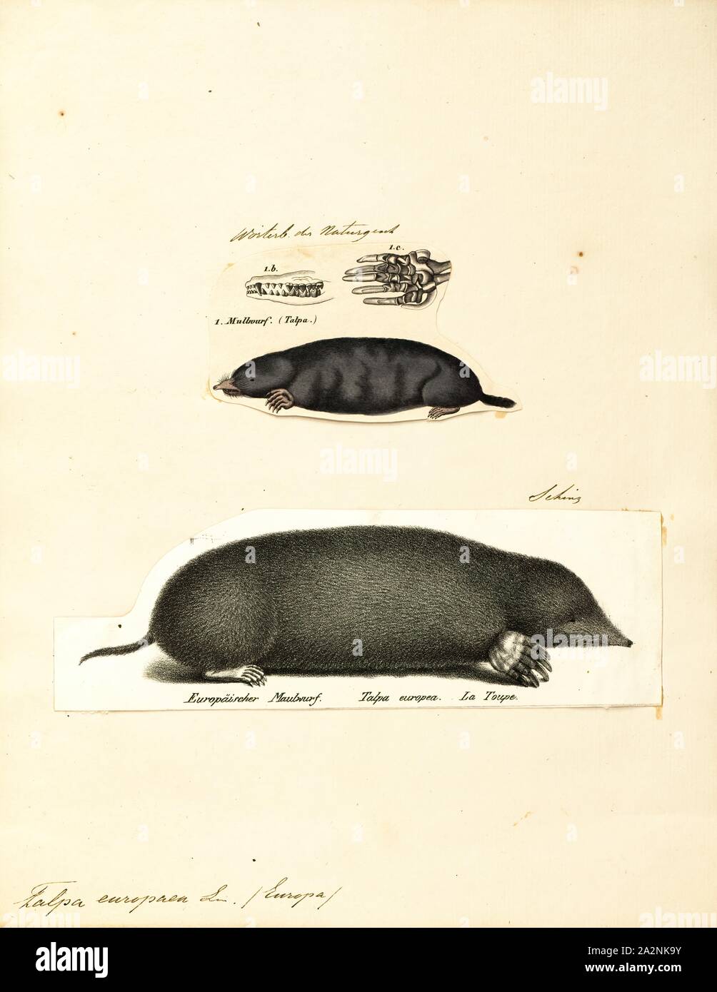 Talpa europaea, Print, The European mole (Talpa europaea) is a mammal ...