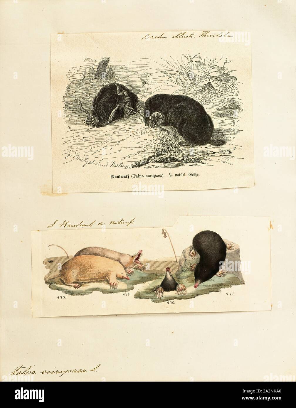Talpa europaea, Print, The European mole (Talpa europaea) is a mammal ...