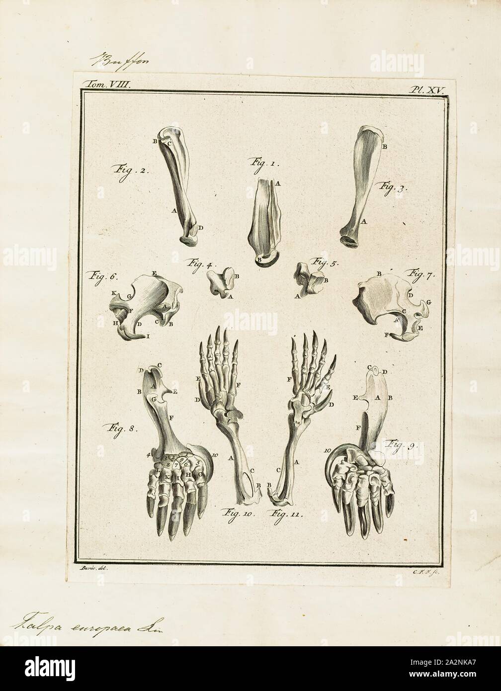 Talpa europaea, Print, The European mole (Talpa europaea) is a mammal ...