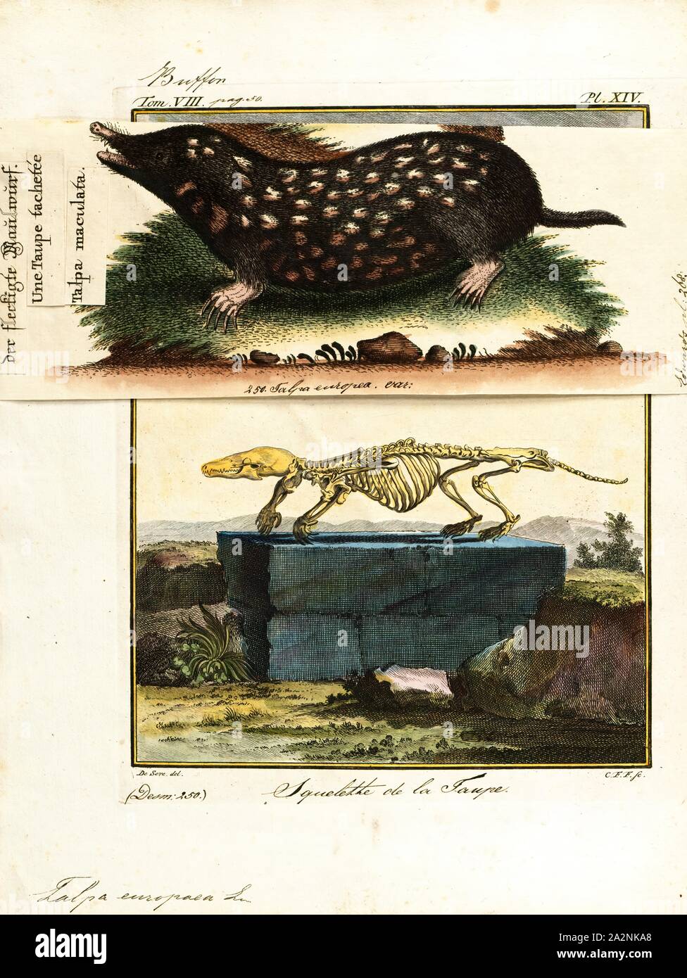 Talpa europaea skeleton hi-res stock photography and images - Alamy